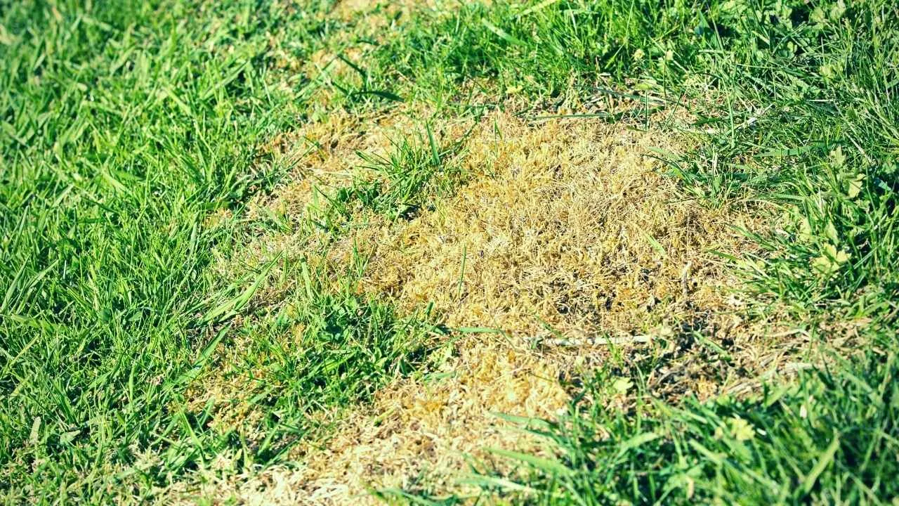 Light Green Grass Patches In Lawns 2023 Just Pure Gardening